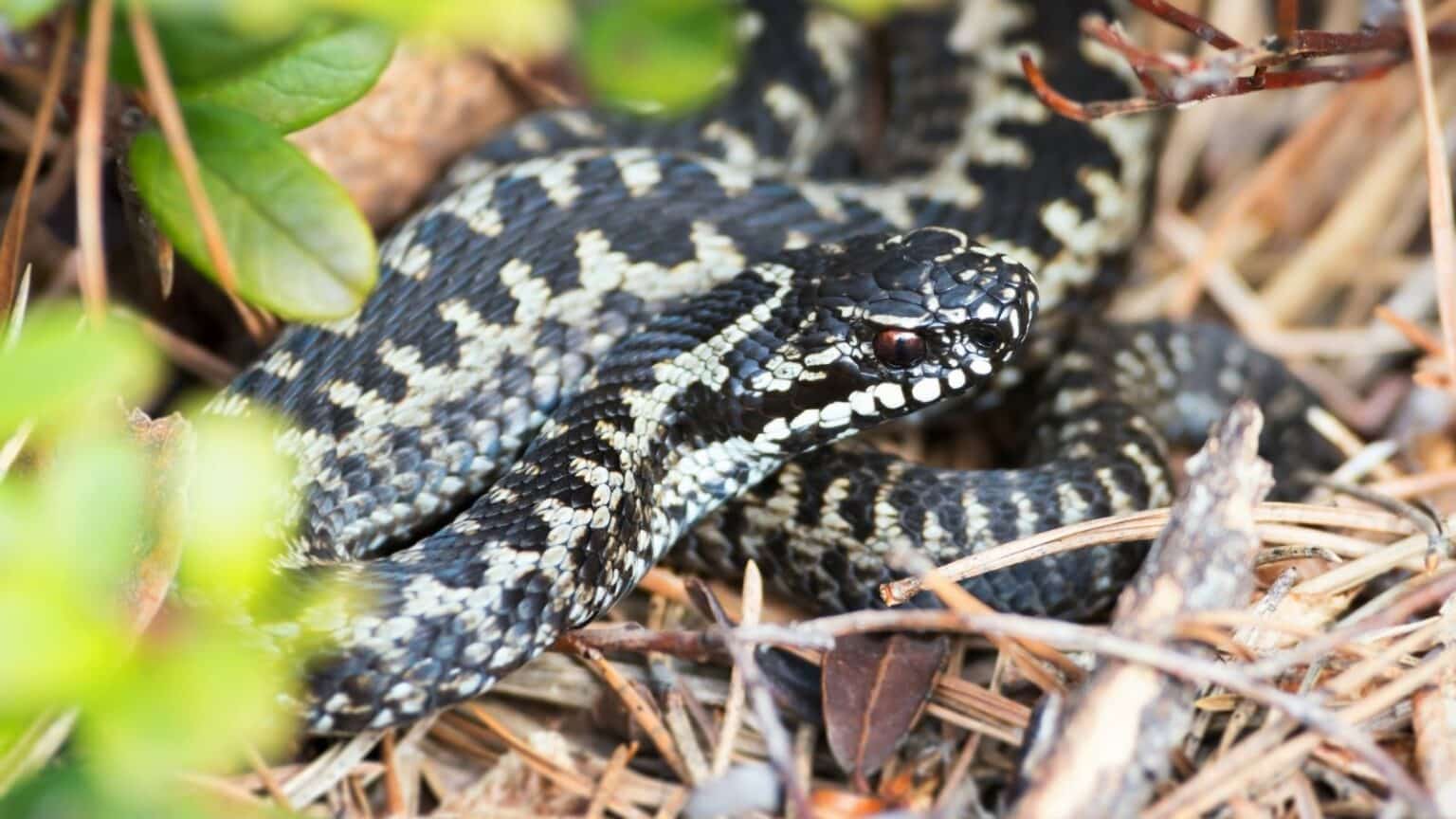 Slanger i Danmark: Hvilke slanger lever/har levet i Danmark