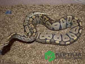 Kongepyton (Python regius) - Reptilia.dk