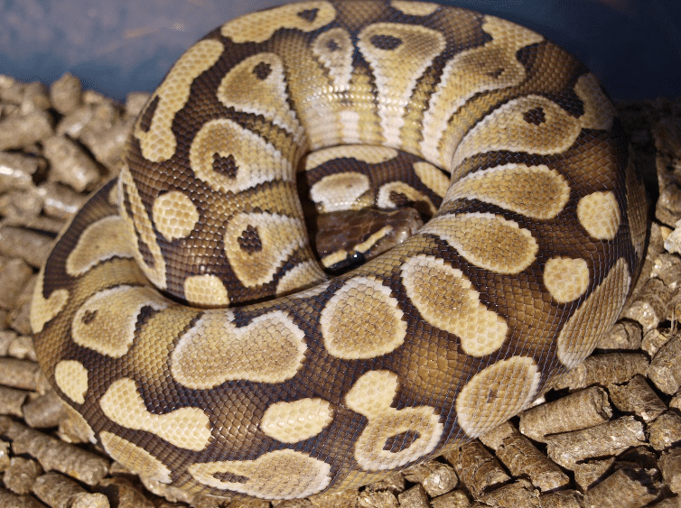 Kongepyton (Python regius) - Reptilia.dk