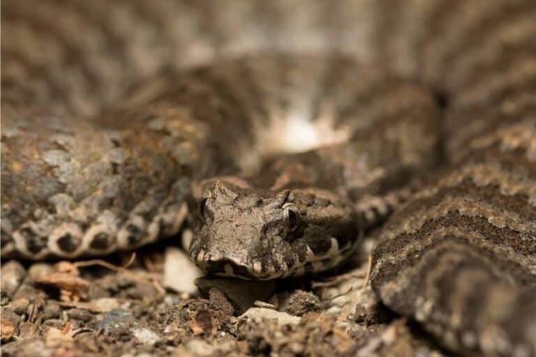 Verdens Giftigste Slanger: De 10 dødeligste slanger