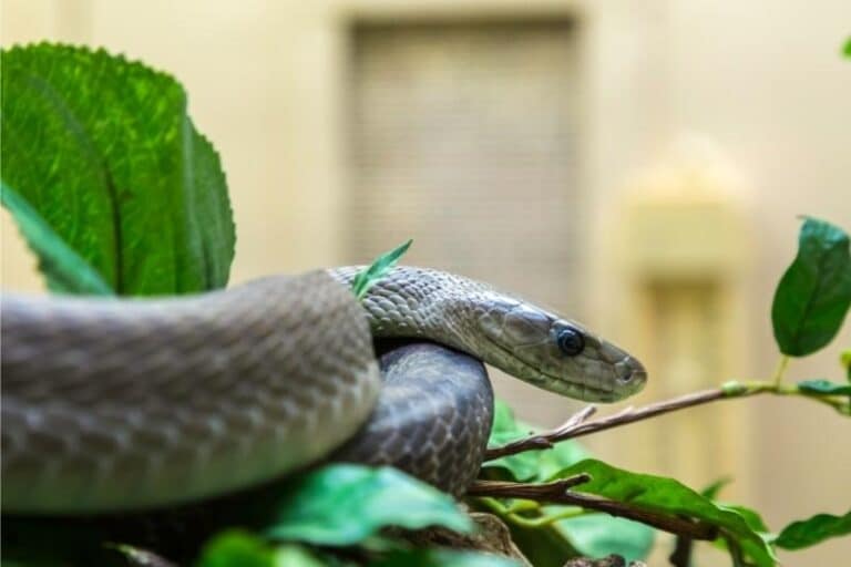 Verdens Giftigste Slanger: De 10 dødeligste slanger