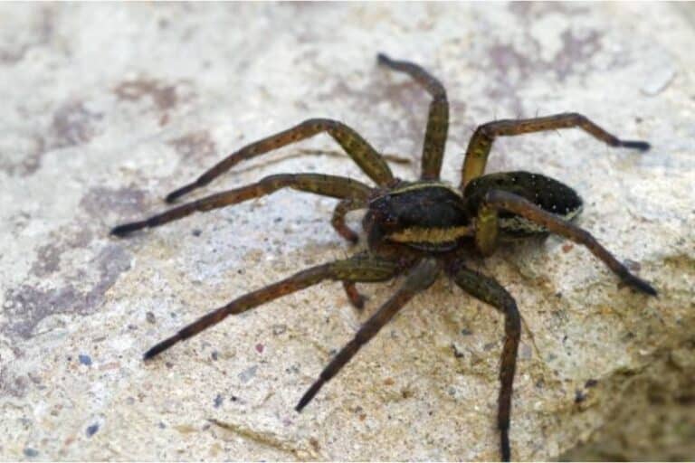 Edderkopper i Danmark - 10 Spindere du kan finde herhjemme