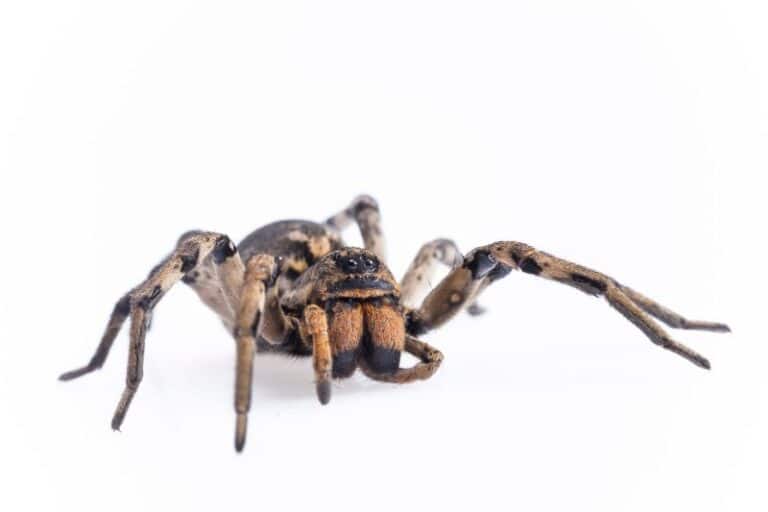 Verdens største edderkop - Se de 10 største her