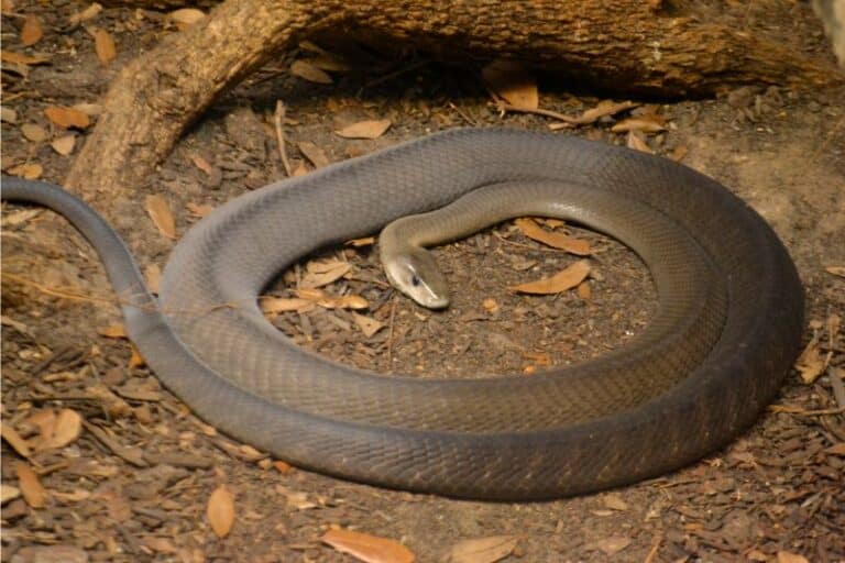 Verdens største slange - Se de 10 største her