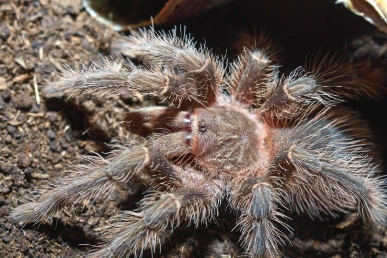 Verdens største edderkop - Se de 10 største her