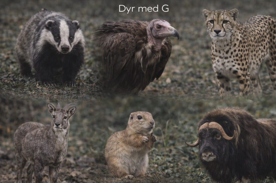 Dyr med G - Se dem der begynder med bogstavet G i listen her