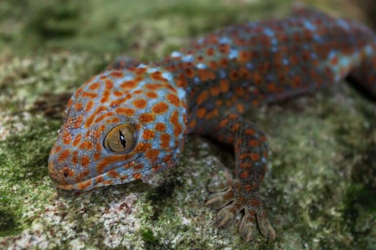 Tokay Gekko (Gekko gecko)