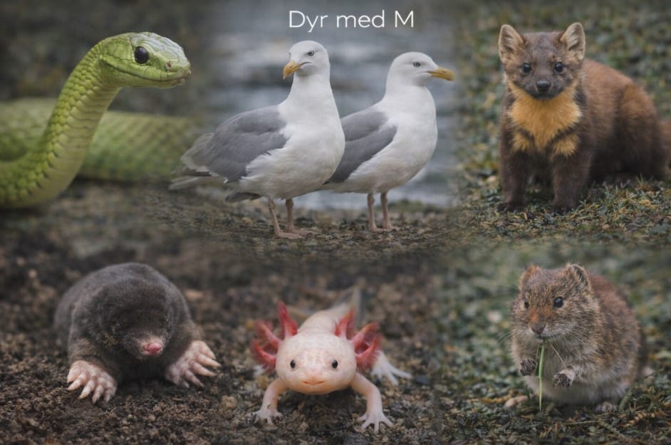 Dyr med M - 11 farverige og farlige dyr der starter med M