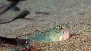 Danske dyr: Udforsk det varierede dyreliv i Danmark