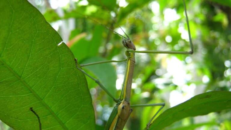 Vandrende pind som kæledyr: Hvad du skal vide før du starter
