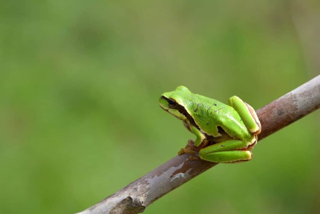 Padder - Reptilia.dk