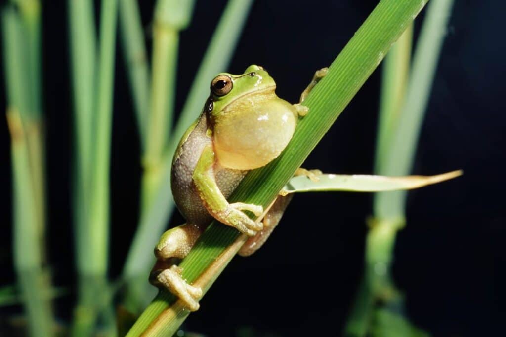 Jagtedderkop (Lycosidae): Alt du skal vide om Jagtedderkoppen