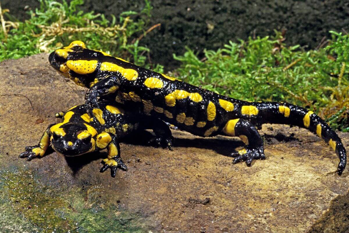 Ildsalamander (Salamandra salamandra) - Reptilia.dk