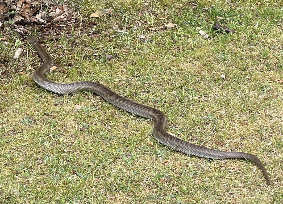 Æskulapsnog: Europas Længste Slange - Reptilia.dk