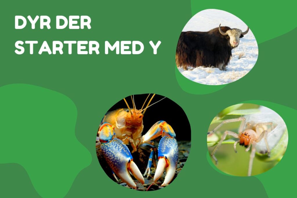 Dyr der starter med Y - 7 Dyr der Starter med bostavet Y