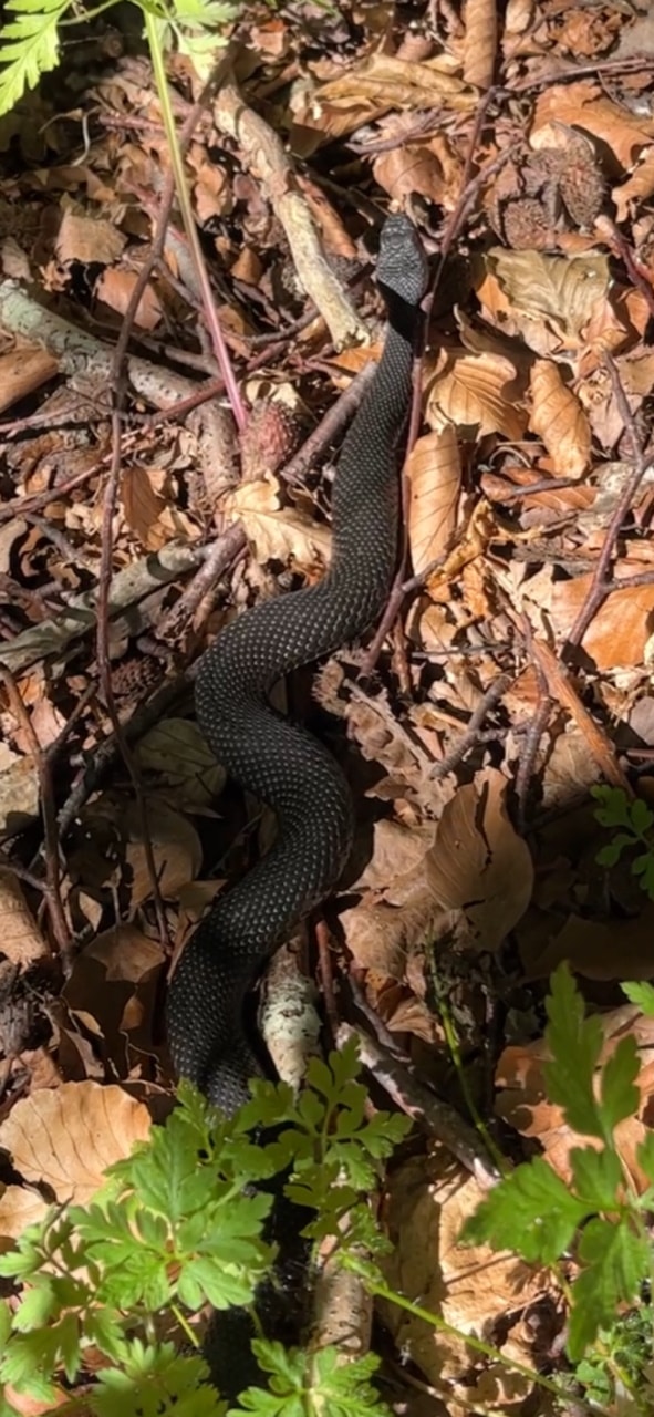 1 Meter Lang Sort Hugorm: Tims Vilde Møde På Trampestien