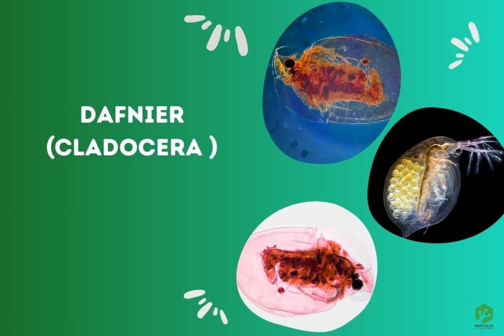 Alt om Dafnier (Cladocera): Ferskvands Mikrovidundere