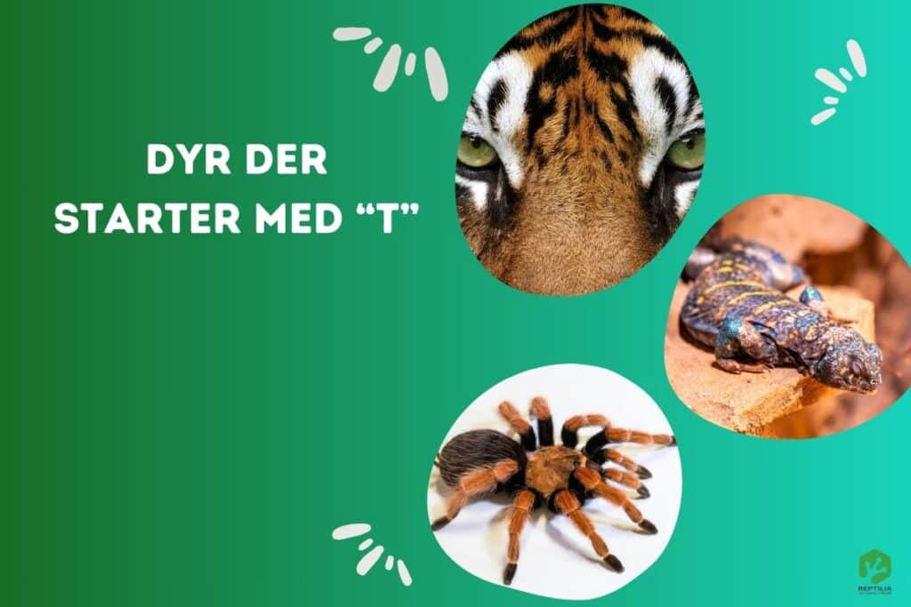 Dyr Med T: 7 Imponerende Dyr Der Starter Med Bogstavet "T"