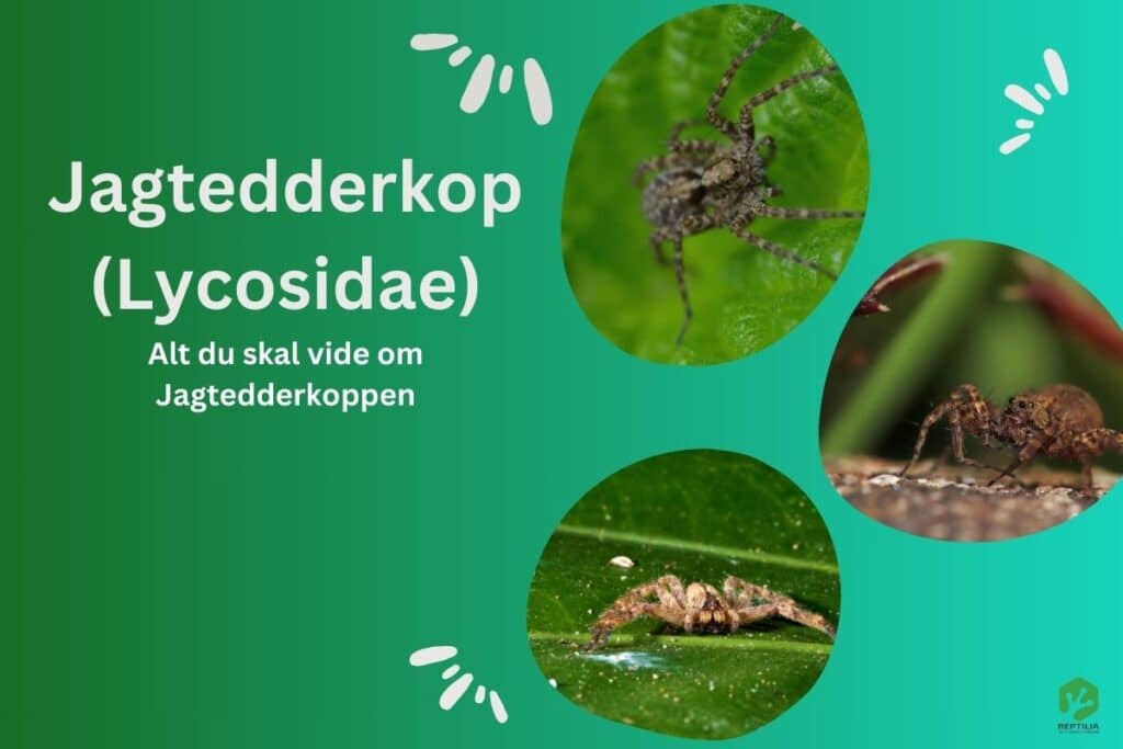 Jagtedderkop (Lycosidae): Alt du skal vide om Jagtedderkoppen