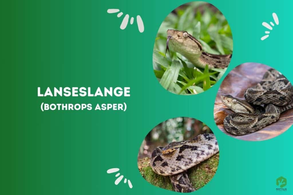 Lanseslange (Bothrops asper) - Reptilia.dk